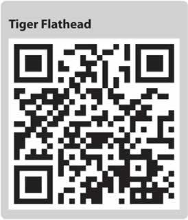 Tiger Flathead
